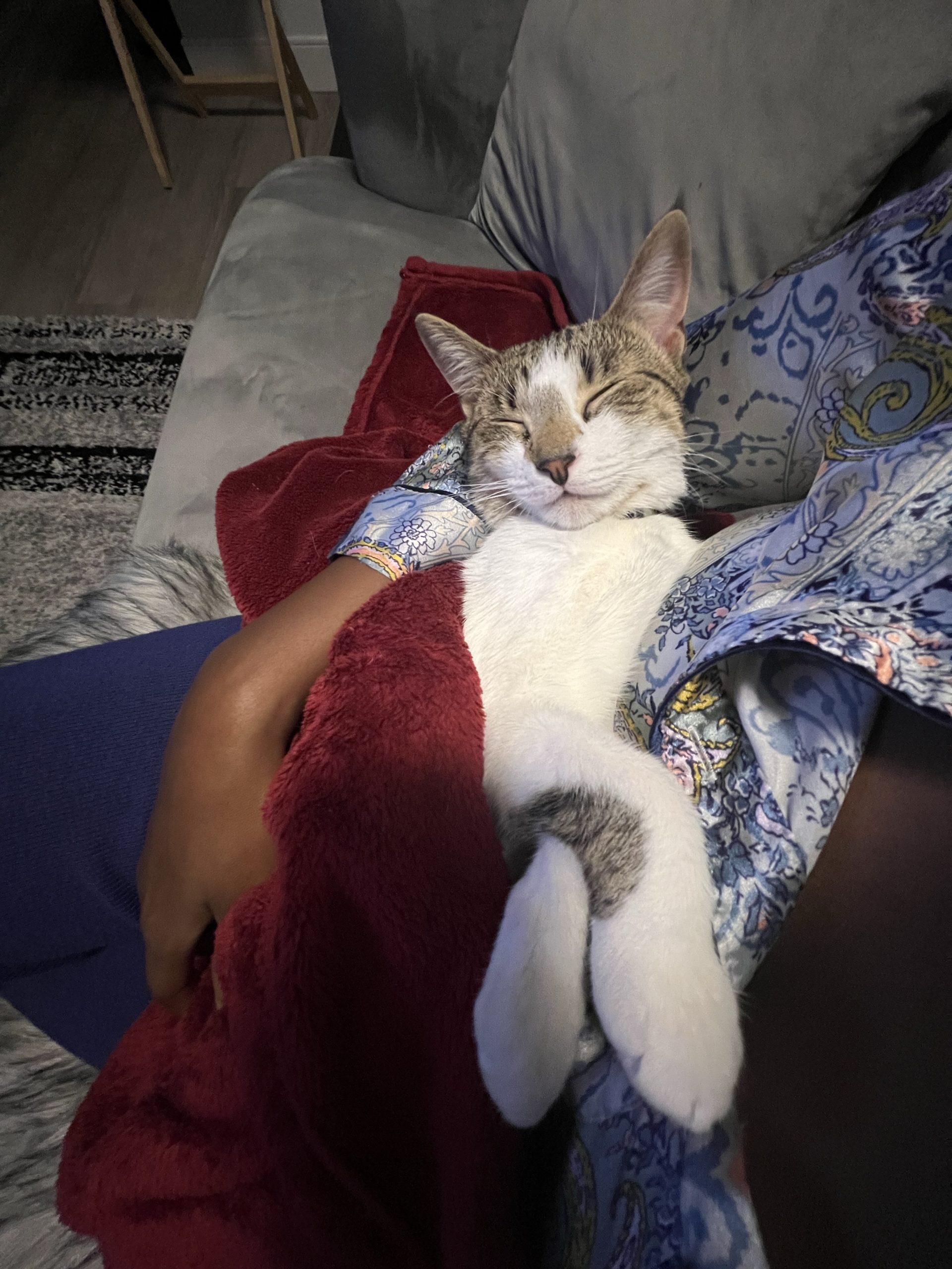 Meet Miss Cleo! - BELLA NOIR BEAUTY